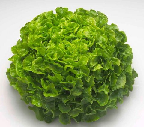 Lechuga Marina